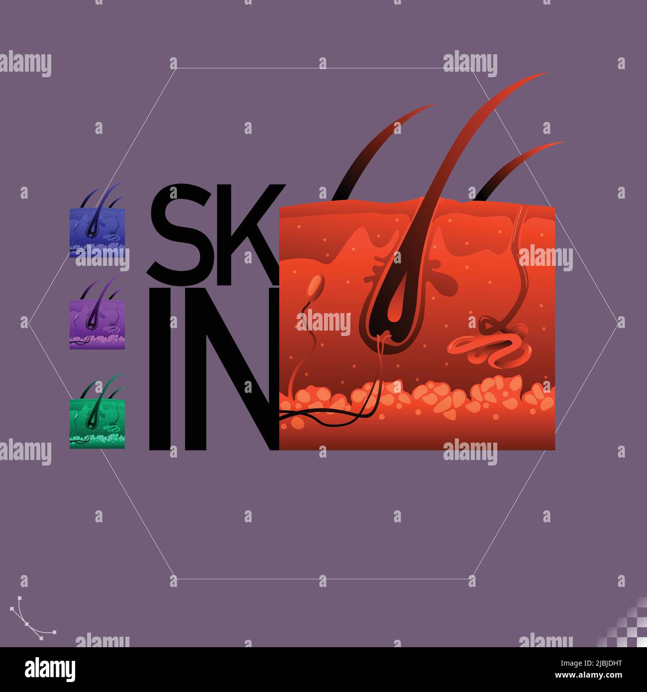 Organ cross section Stock Vector Images - Alamy