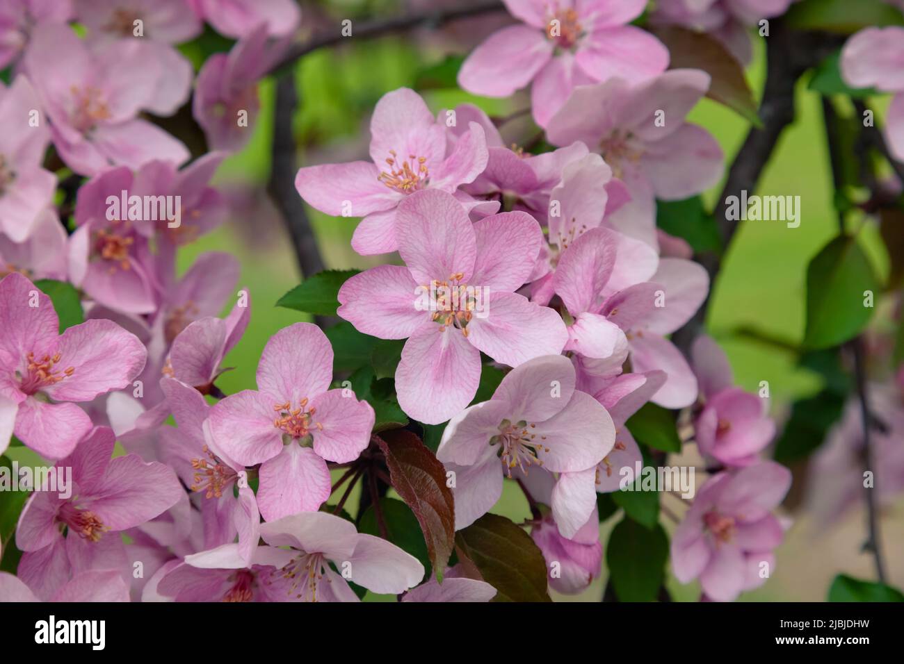 Pink flowers of an ornamental apple tree in the park in Chisinau Stock ...