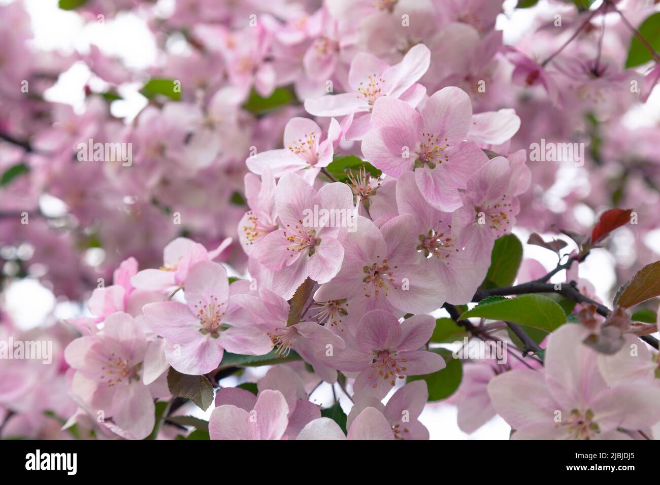 Pink flowers of an ornamental apple tree in the park in Chisinau Stock ...
