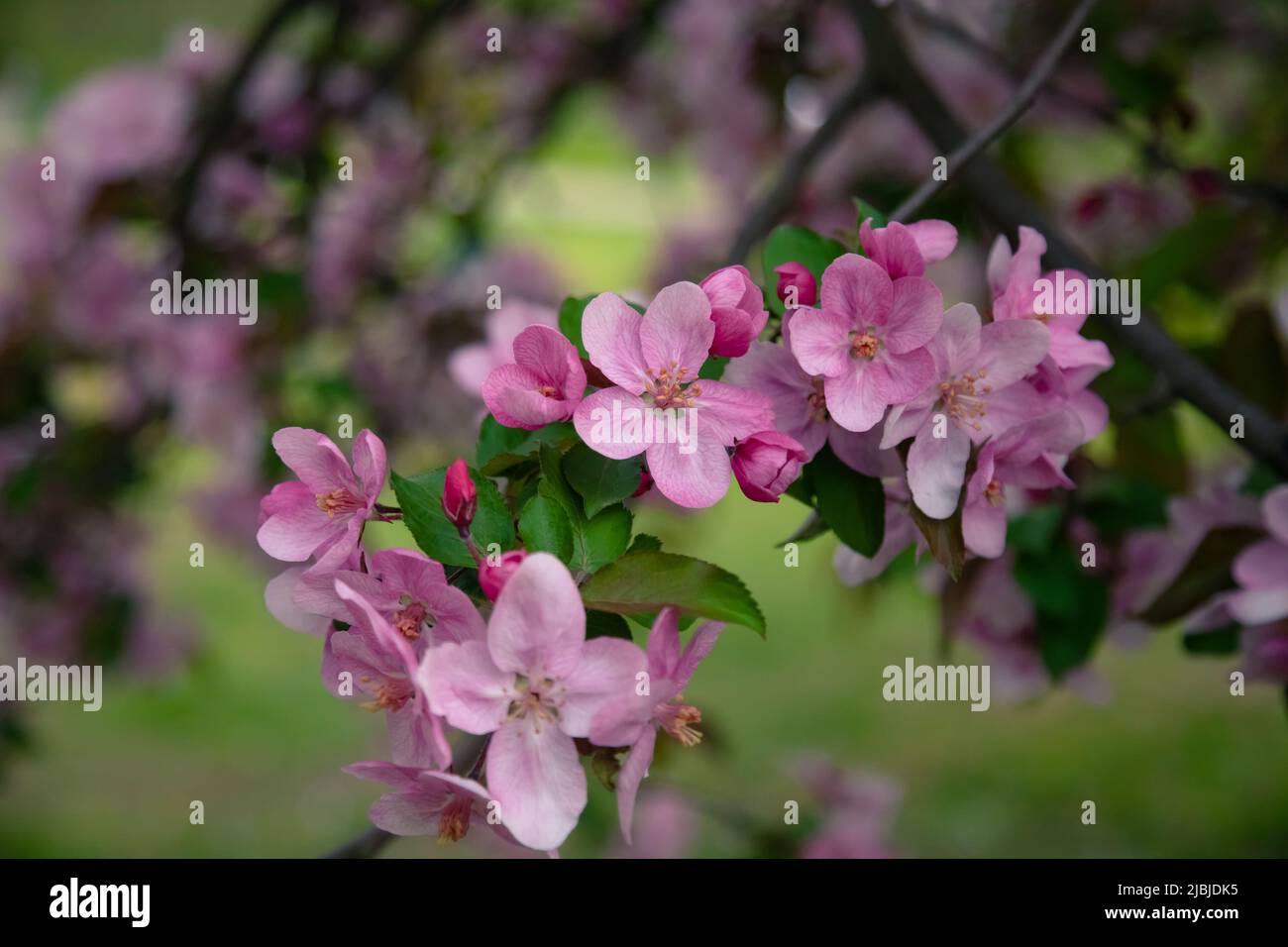Pink flowers of an ornamental apple tree in the park in Chisinau Stock ...