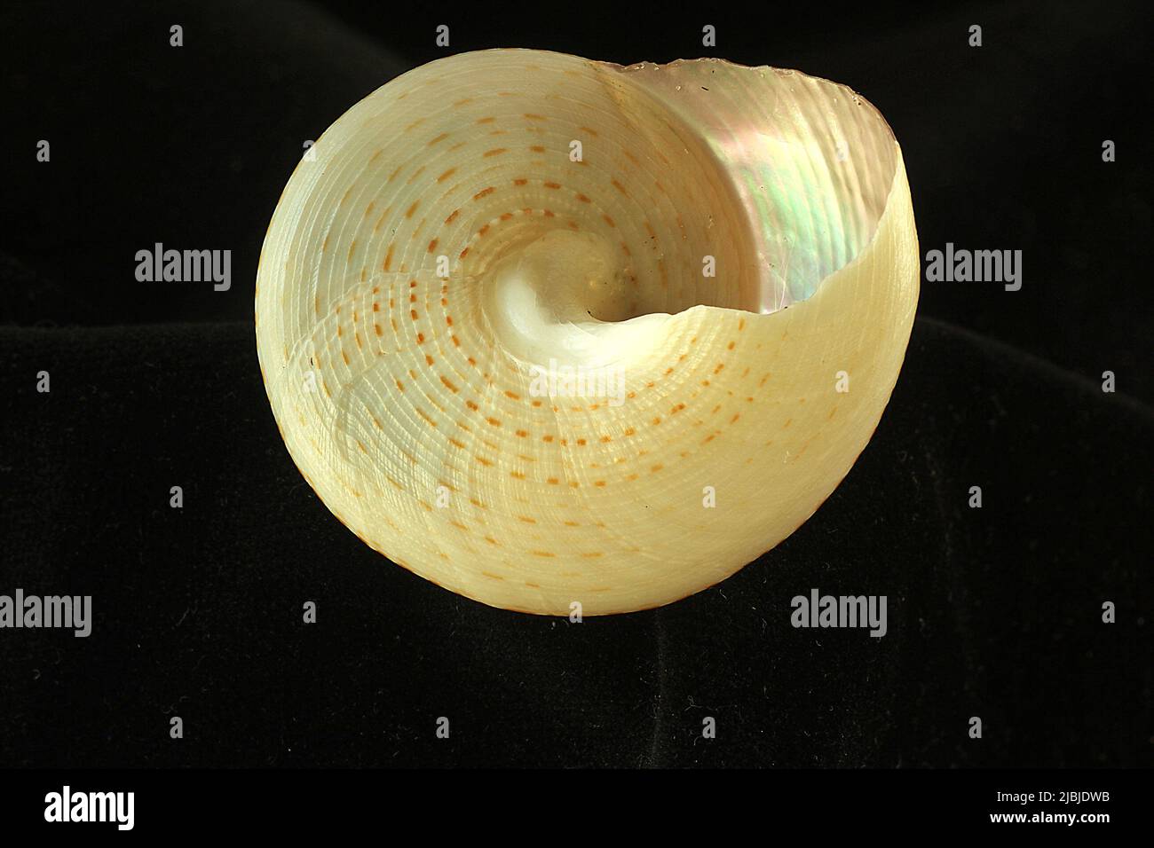 Pale tiger shell hi-res stock photography and images - Alamy