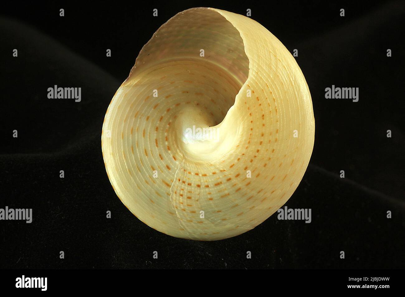 Pale tiger shell hi-res stock photography and images - Alamy