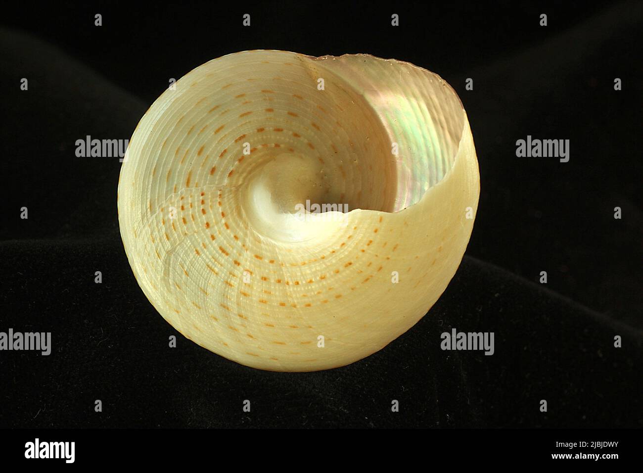 Pale tiger shell hi-res stock photography and images - Alamy