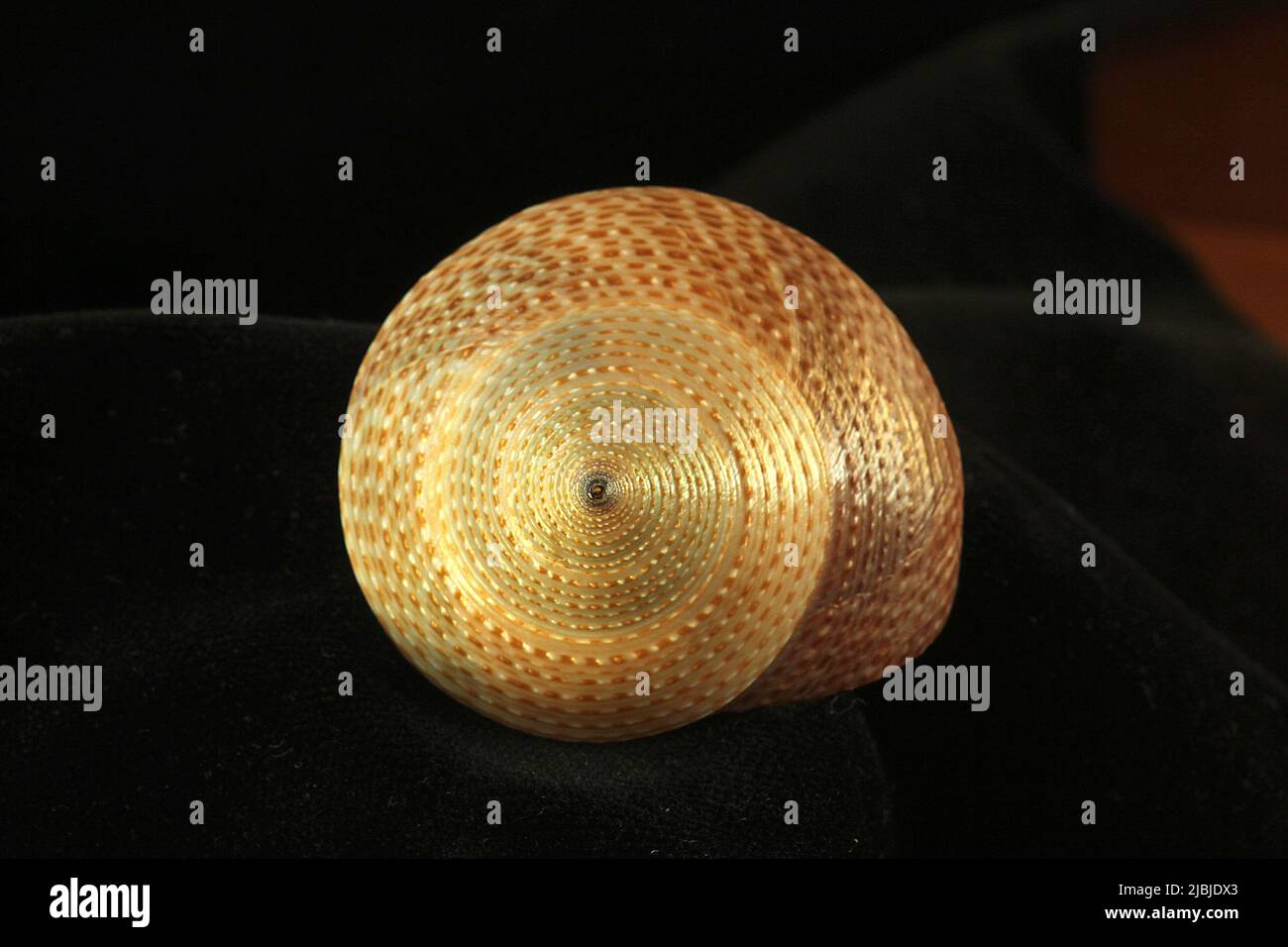 Pale tiger shell (Maurea selecta Stock Photo - Alamy