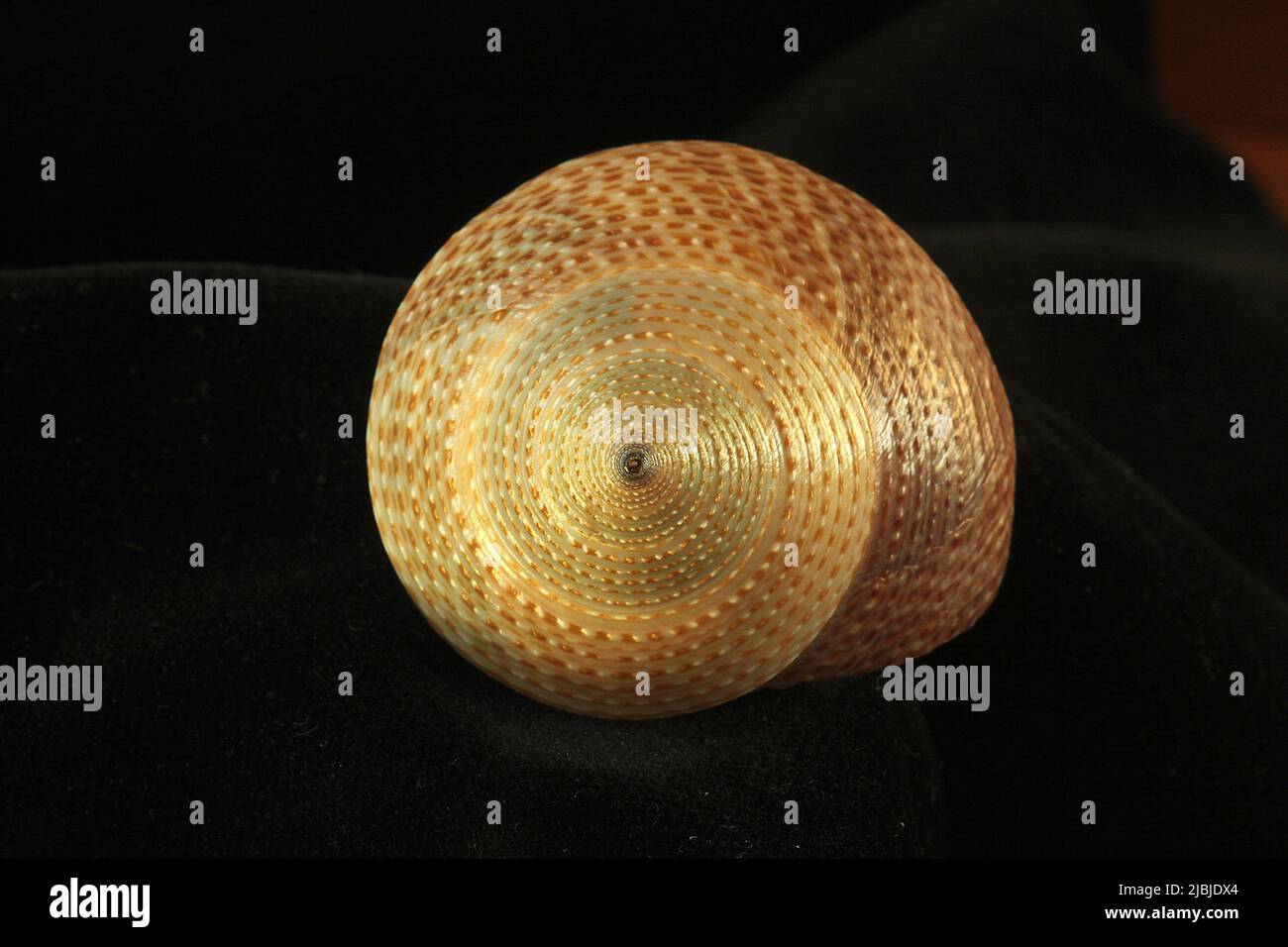 Pale tiger shell (Maurea selecta Stock Photo - Alamy
