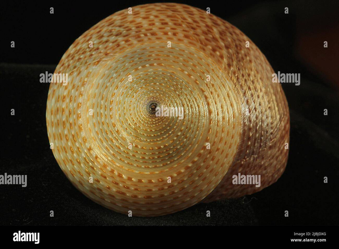 Pale tiger shell hi-res stock photography and images - Alamy