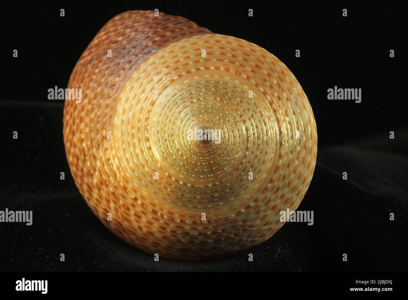Tiger shell hi-res stock photography and images - Alamy