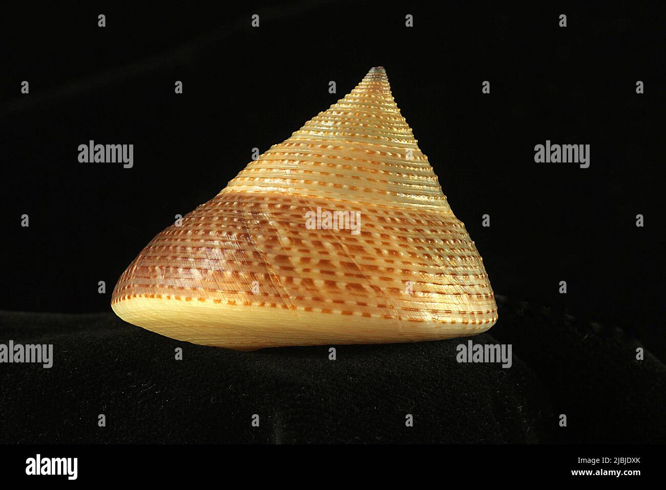 Pale tiger shell hi-res stock photography and images - Alamy