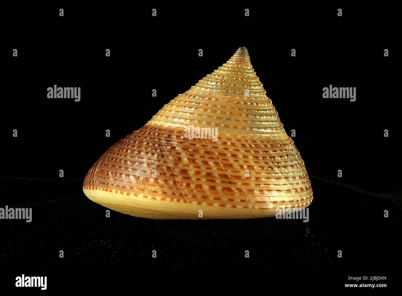 Pale tiger shell hi-res stock photography and images - Alamy