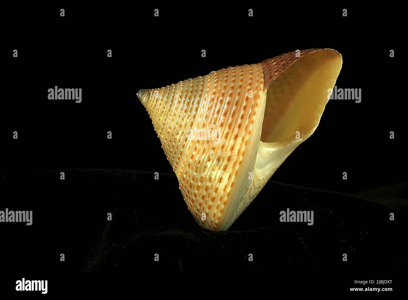 Tiger shell hi-res stock photography and images - Alamy