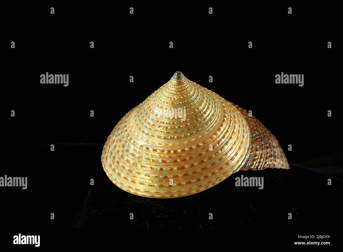 Pale tiger shell (Maurea selecta Stock Photo - Alamy