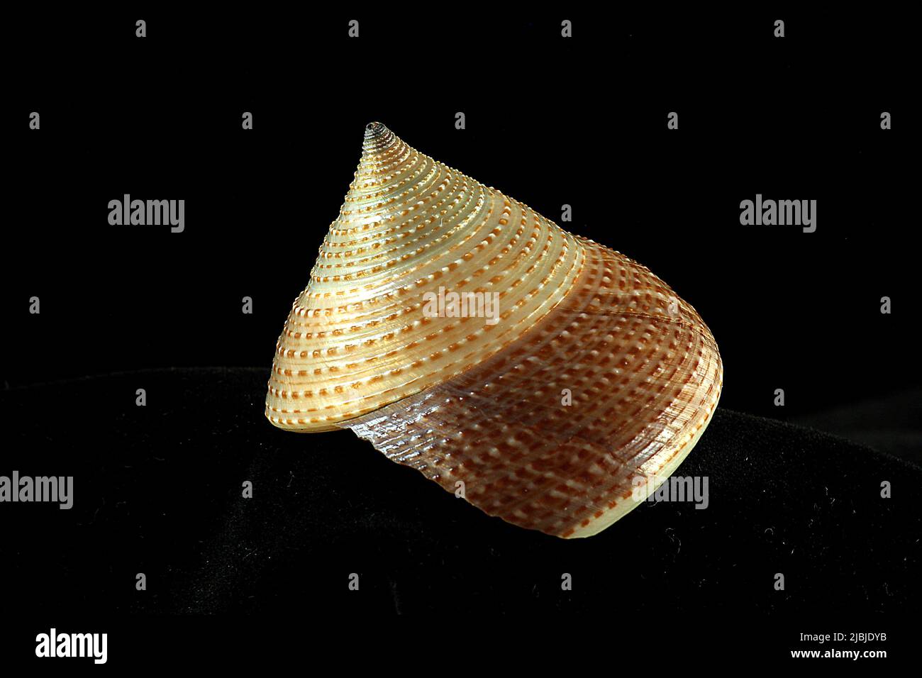 Pale tiger shell hi-res stock photography and images - Alamy