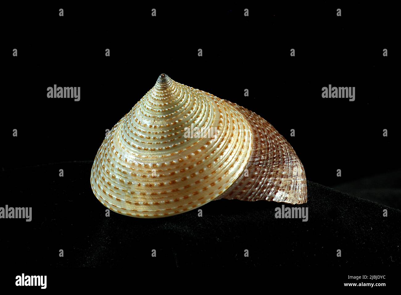 Pale tiger shell hi-res stock photography and images - Alamy