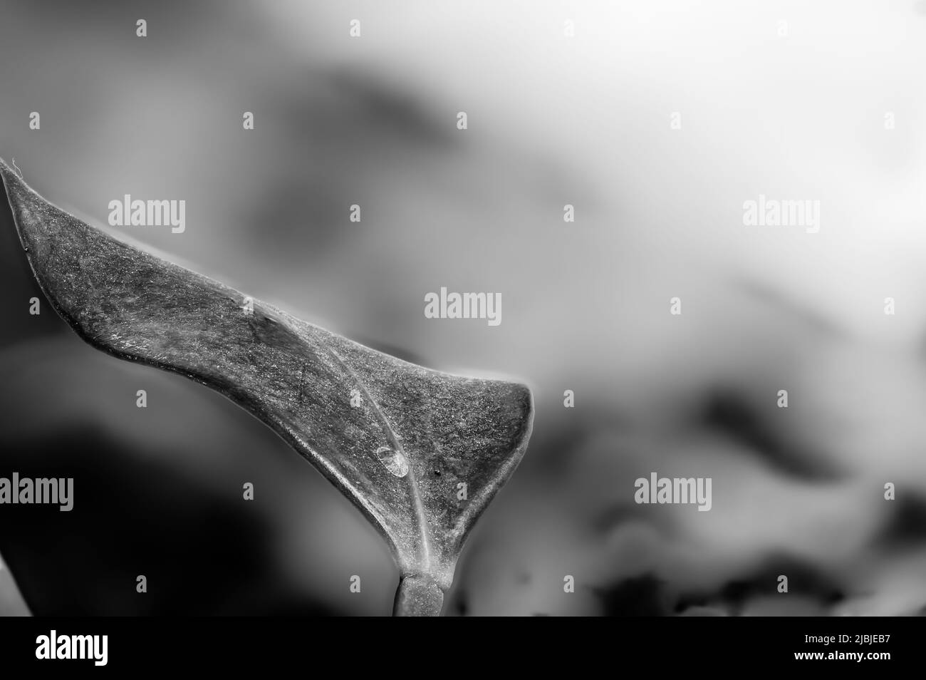 Focus on a single pest scale insect on an indoor houseplant leaf Stock ...