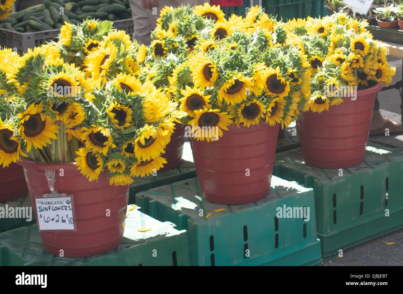 Sunflowers nature hi-res stock photography and images - Alamy
