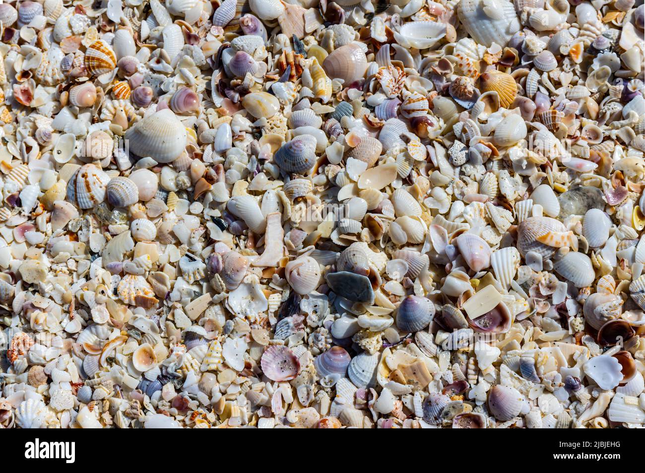 Various Sea Shells Scattered on Bowmans Beach, Sanibel Island, Florida ...