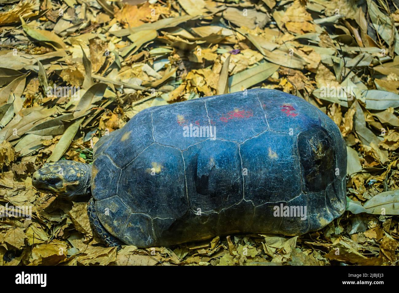 A turtle with the panther in Kyiv Zoo Stock Photo - Alamy
