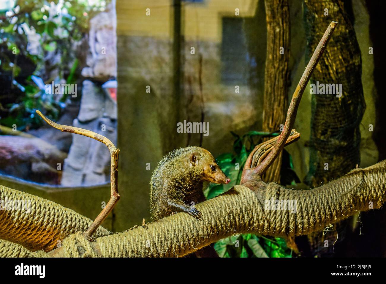 A tiny funny beast in Kyiv Zoo Stock Photo - Alamy