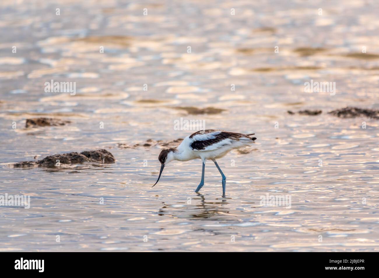 Water bird pied avocet, Recurvirostra avosetta, feeding in the lake ...