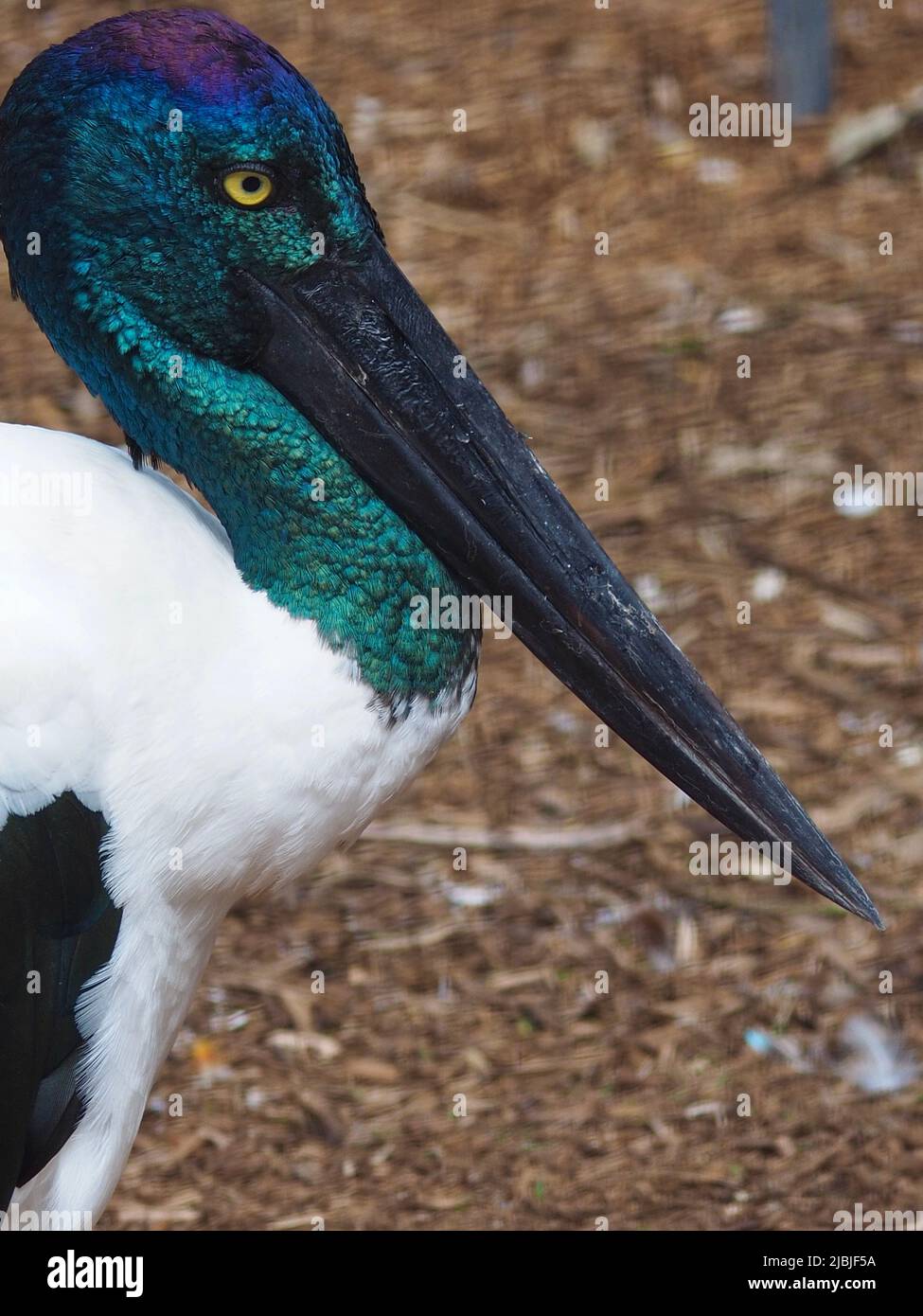 Wonderful amazing female Black-necked Stork with a powerful bill and ...