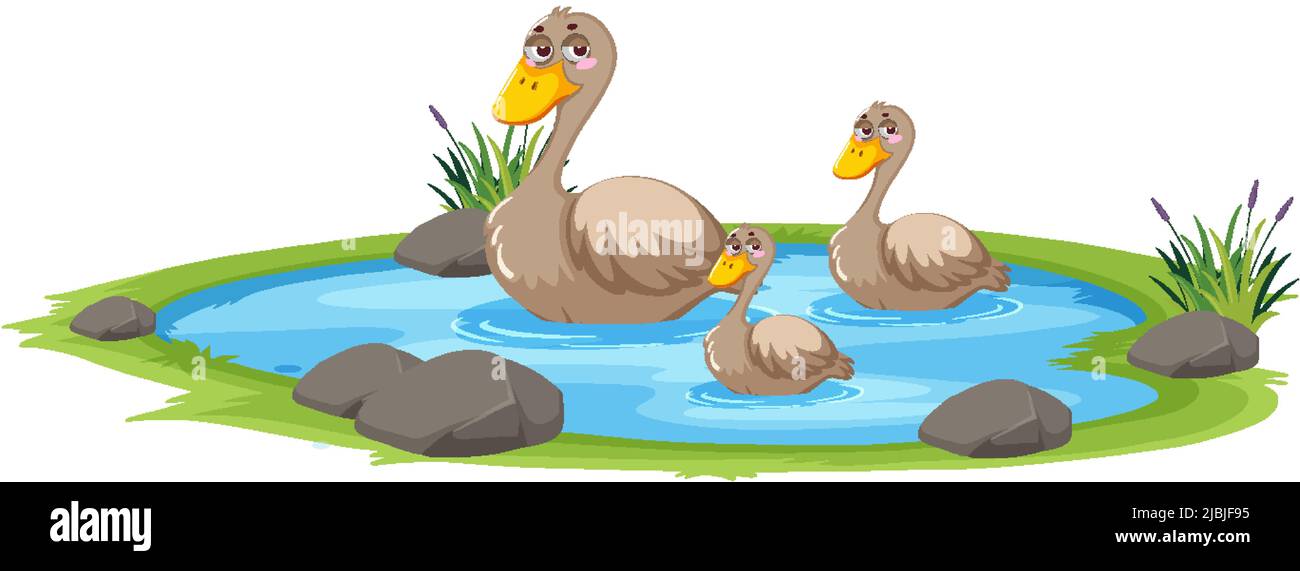 Duck in the pond on white background illustration Stock Vector Image & Art - Alamy