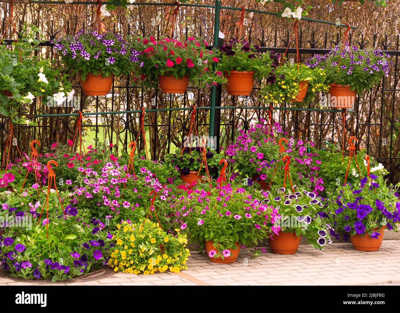 Multi colored petunias hi-res stock photography and images - Alamy