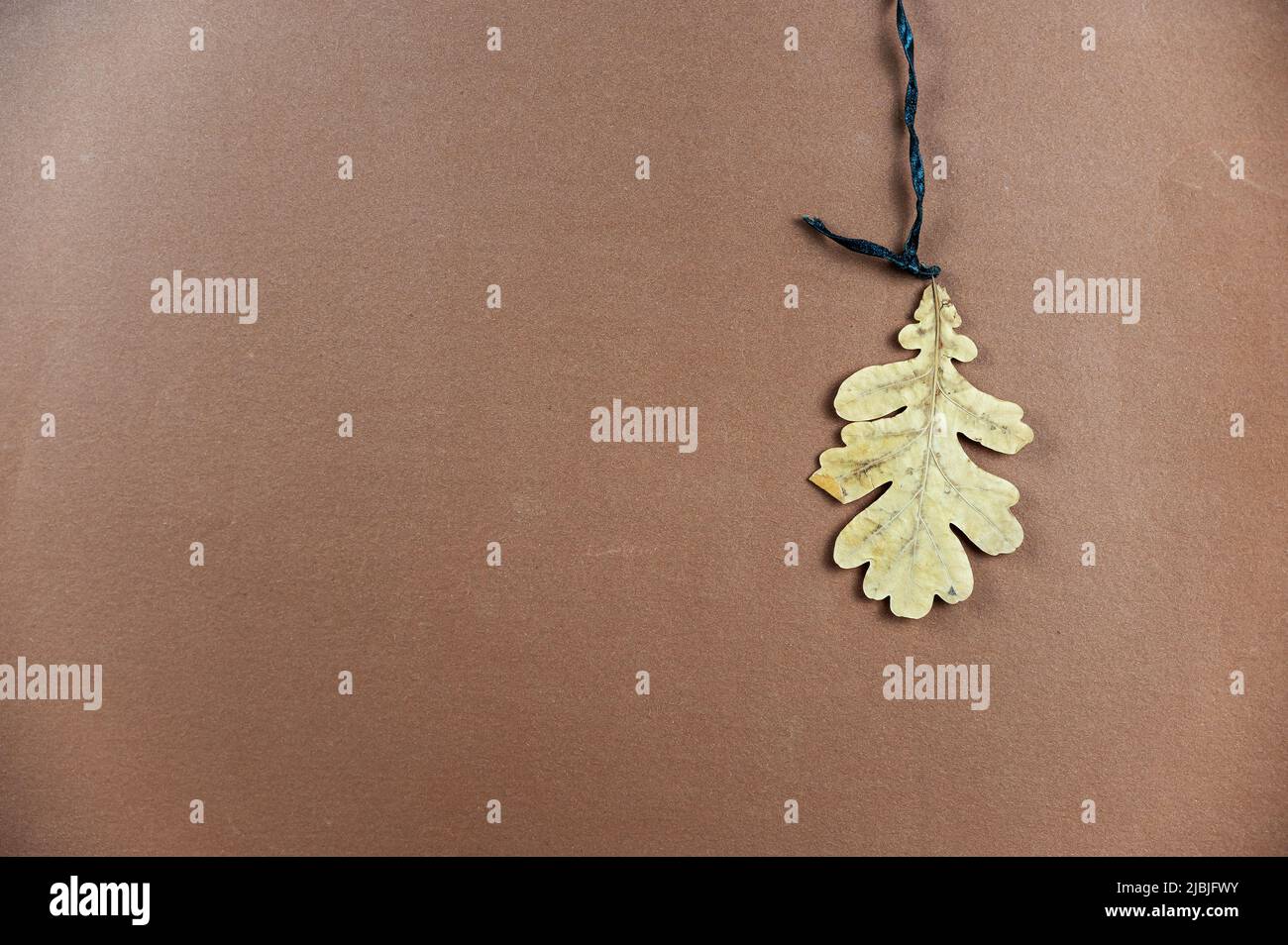 Dry oak leaf opposite brown background. The brown leaf hangs vertically ...