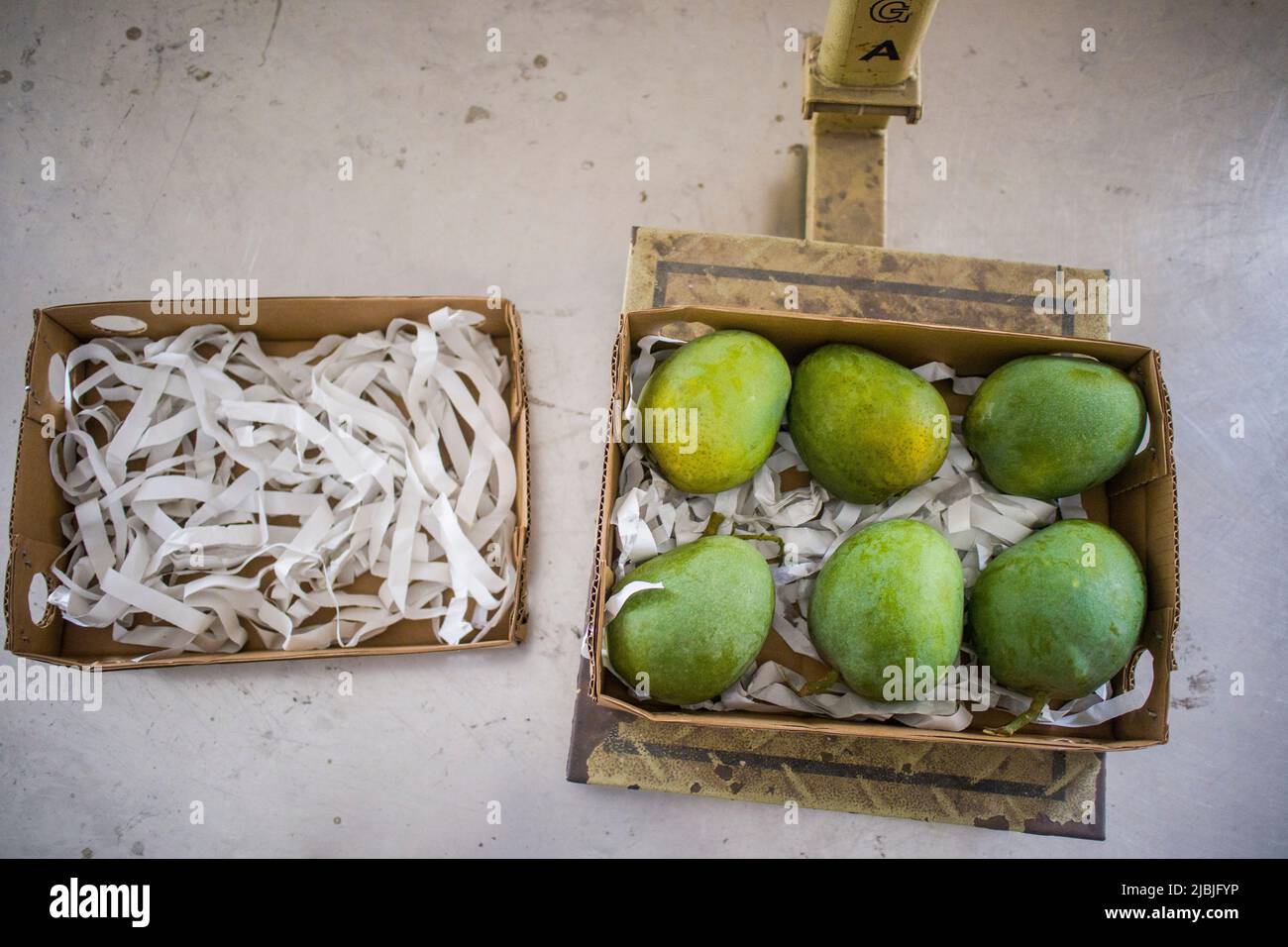 The mango is one of the popular fruits in Bangladesh. Due to its global ...