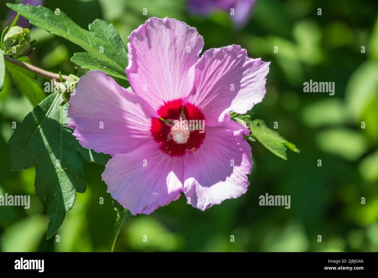 Pink flowers of Hibiscus moscheutos plant close-up. Hibiscus moscheutos ...