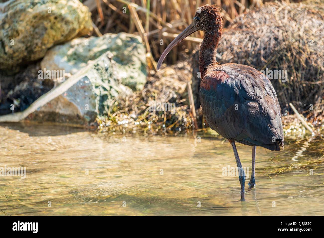The glossy ibis, latin name Plegadis falcinellus, searching for food in ...