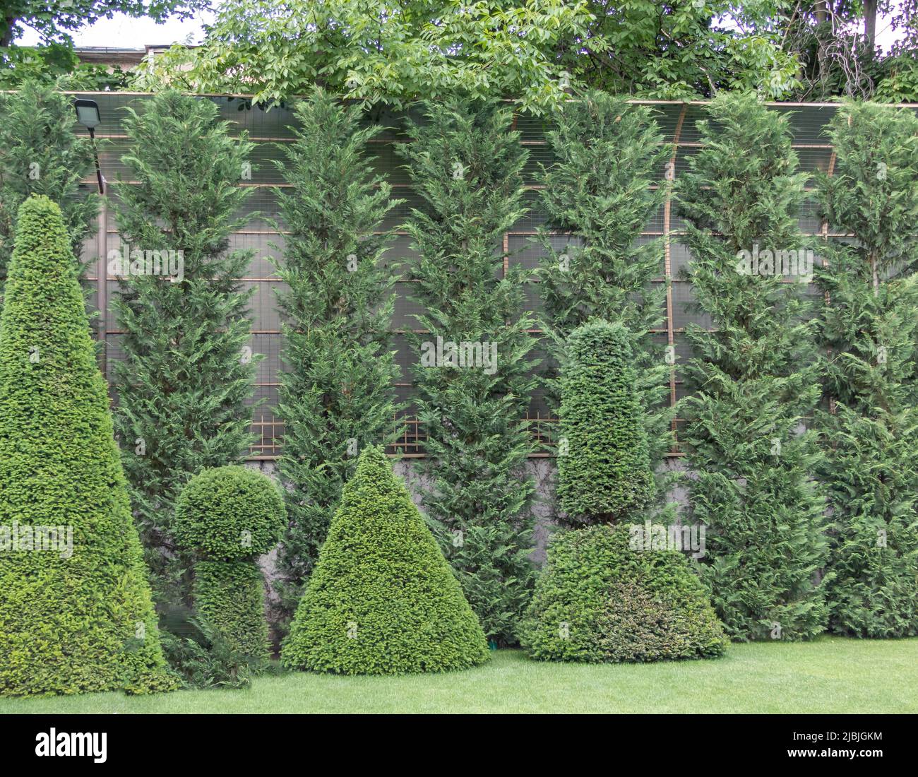 Decorative conifers hi-res stock photography and images - Alamy