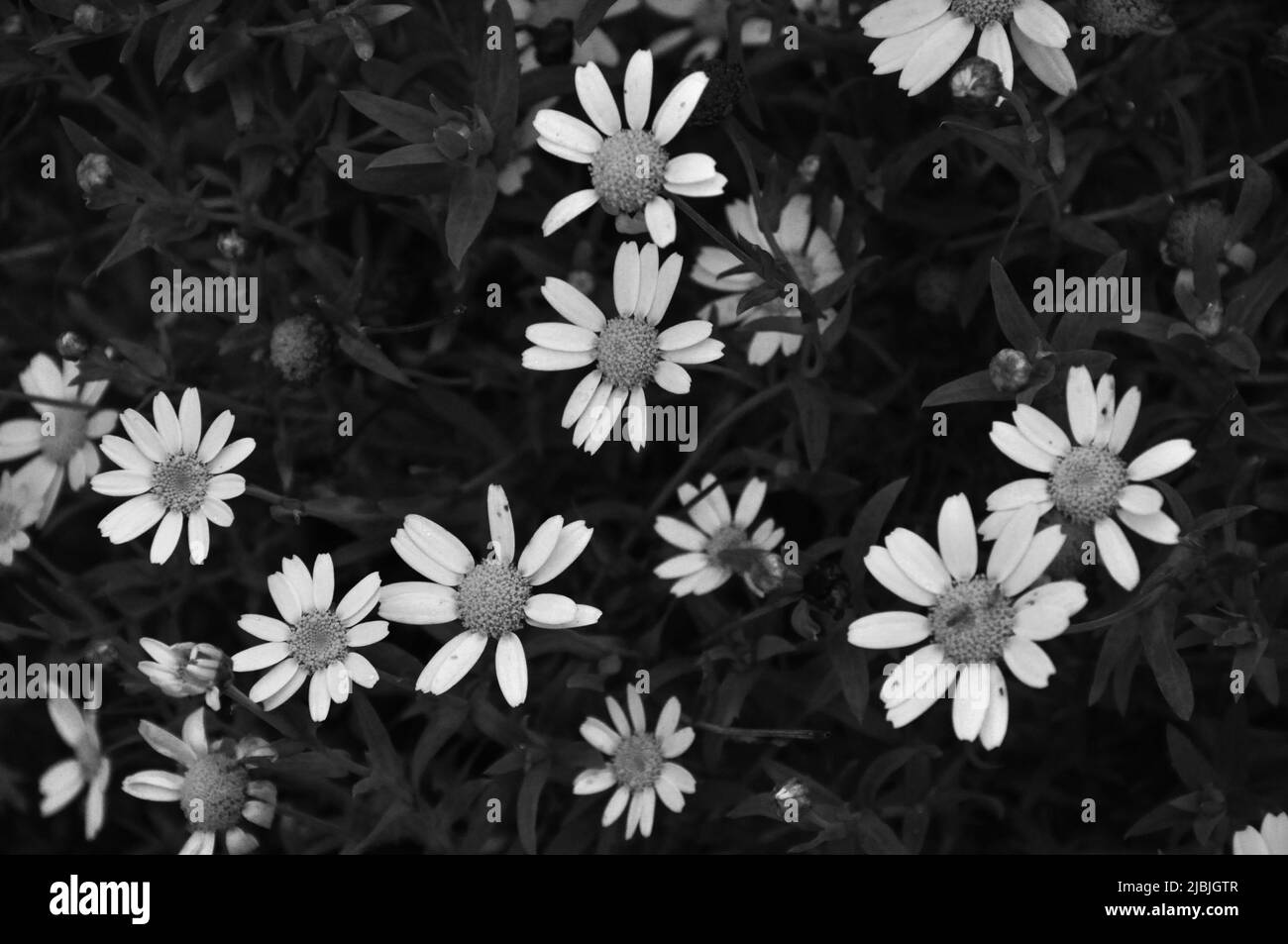 Nature pattern photos hi-res stock photography and images - Alamy