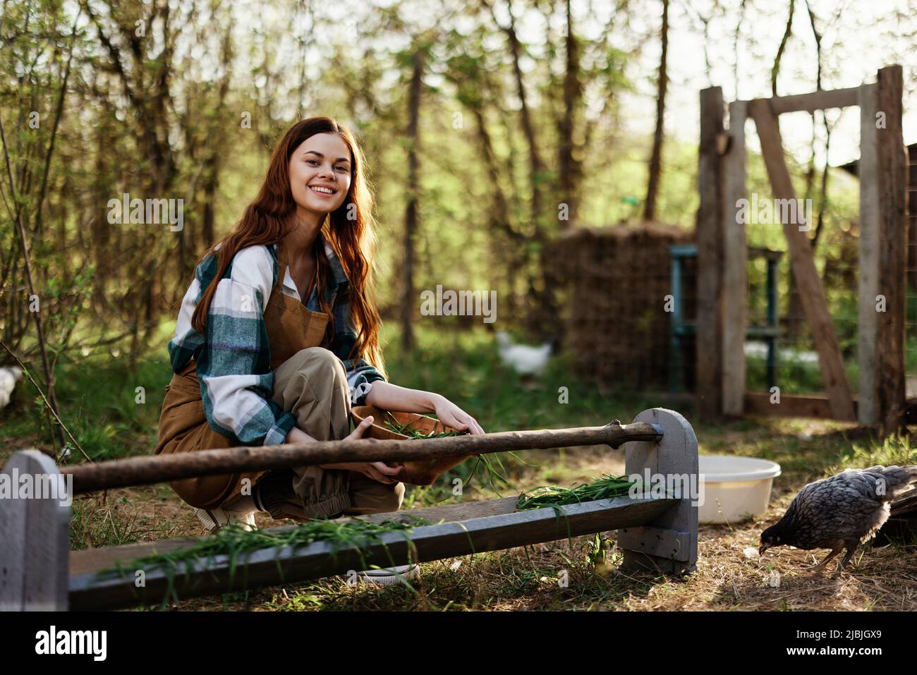 A female bird farm worker smiles and is happy pouring food into the ...