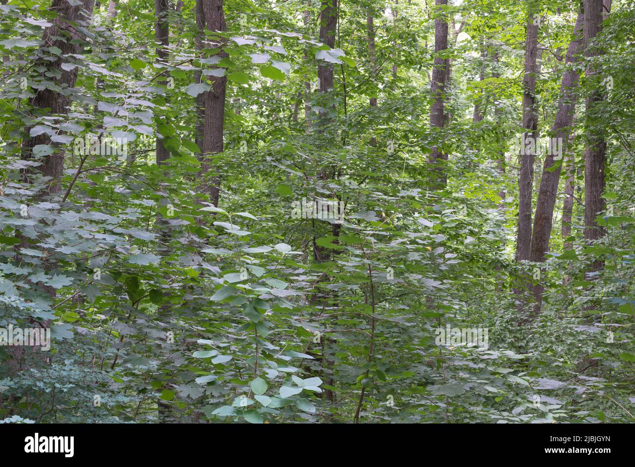 Close shot green park plants hi-res stock photography and images - Alamy