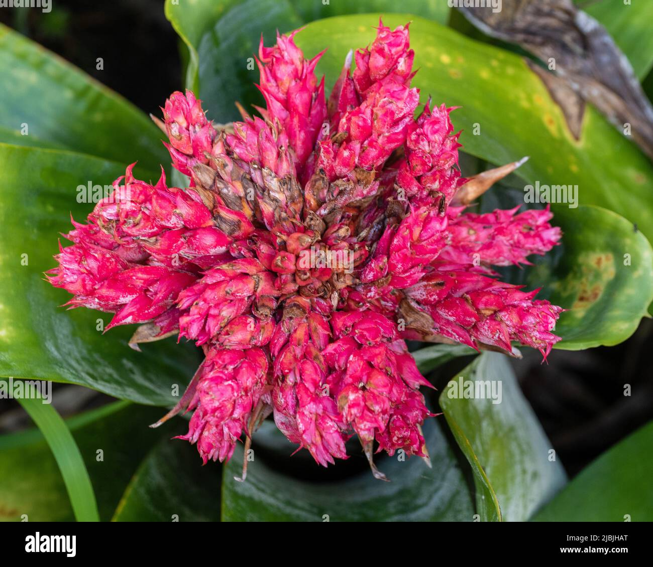 Pink Bromeliad flower bracts blooming and green leaves, Australian sub ...