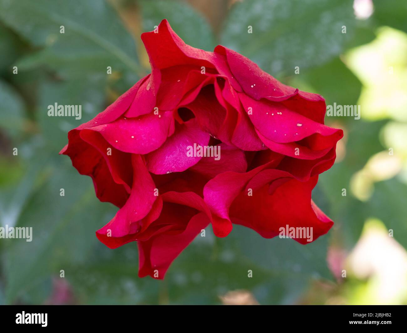 Celebrate love with a Romantic flower, a red Rose with frilly petals ...