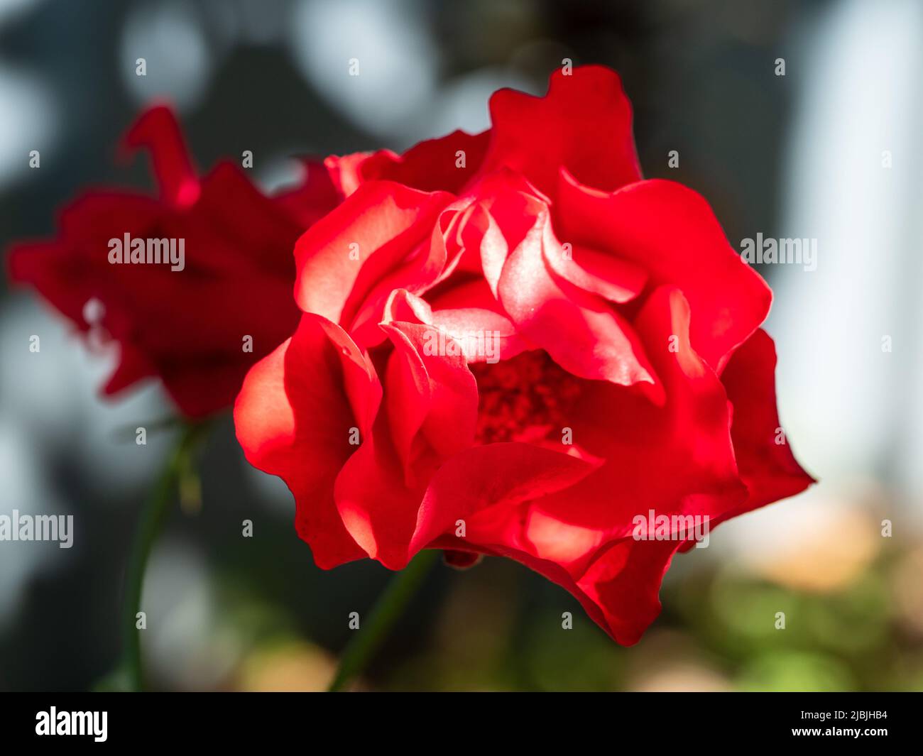 Celebrate love with a romantic red Rose flower with frilly petals Stock ...