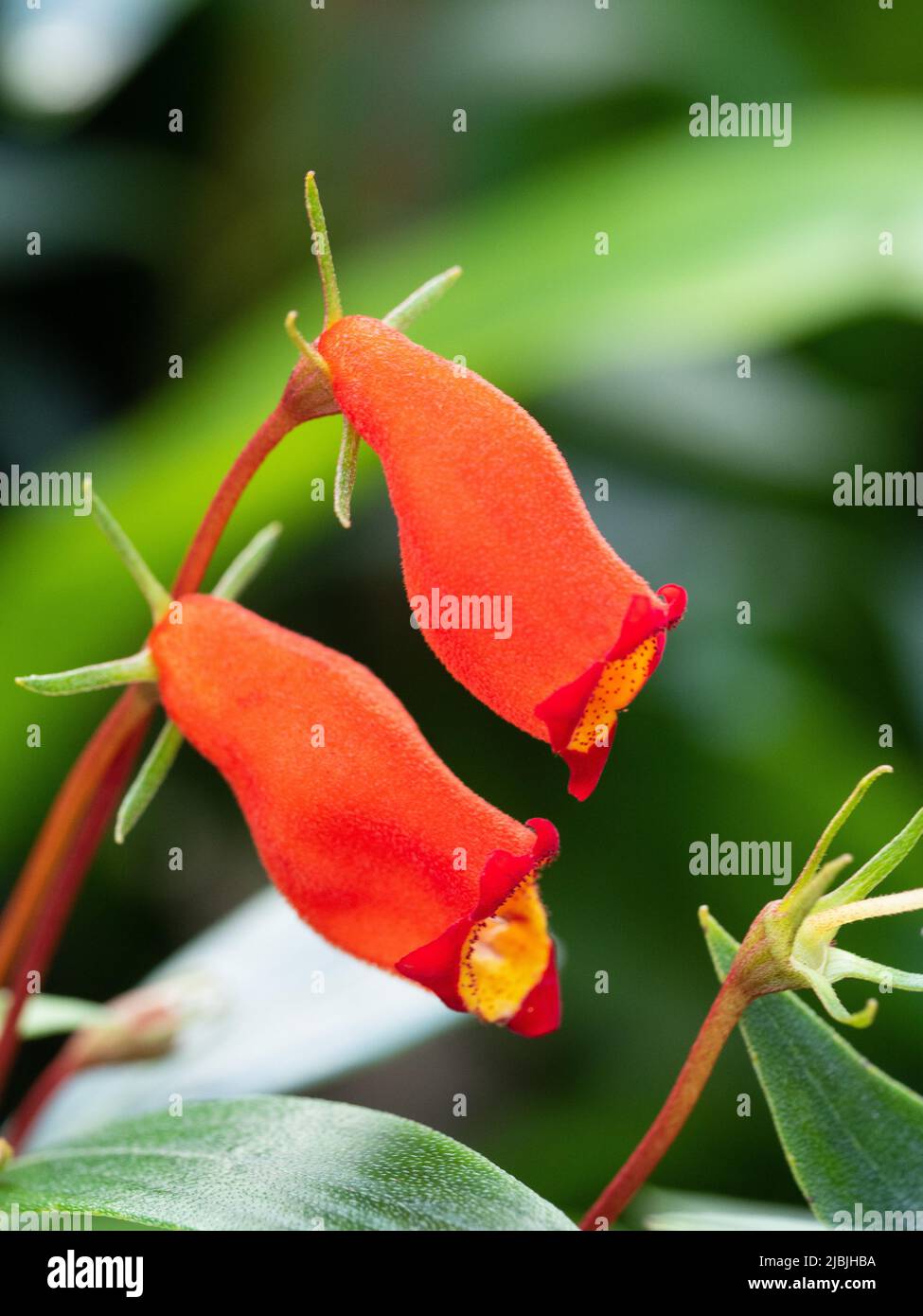 Vibrant red orange tube shaped flowers with yellow inside the bloom ...