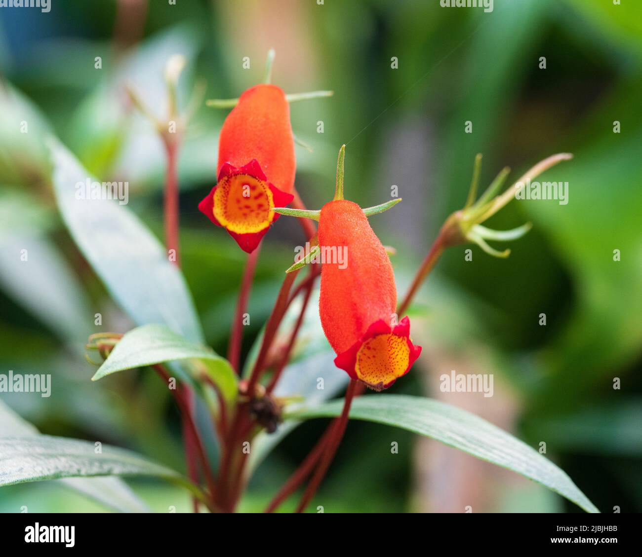 Seemannia sylvatica hi-res stock photography and images - Alamy