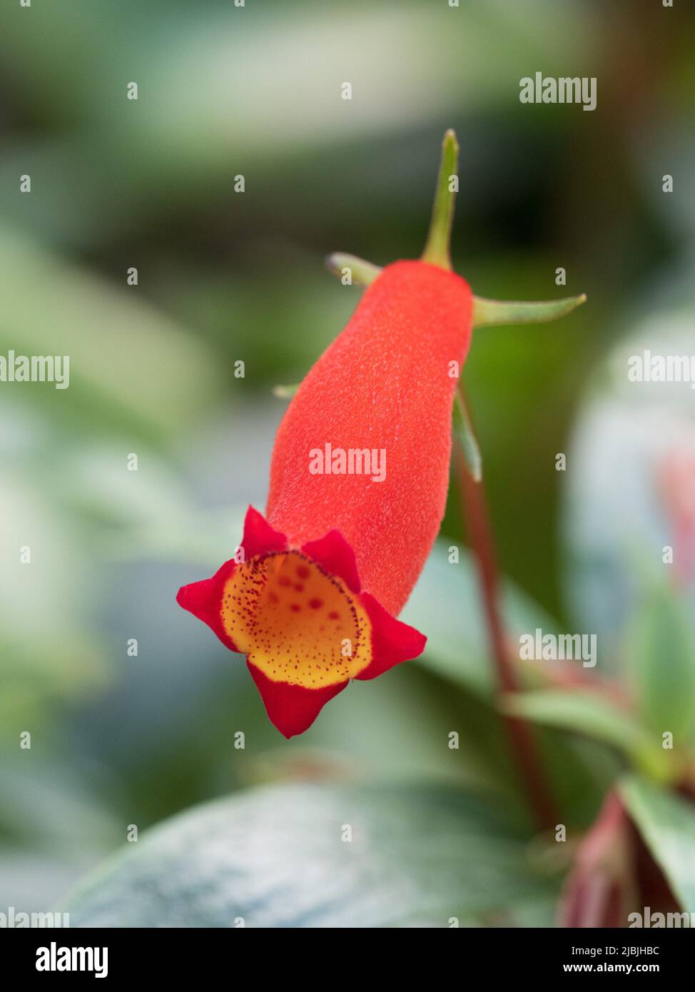 Vibrant red orange tube shaped flowers with yellow inside the bloom ...