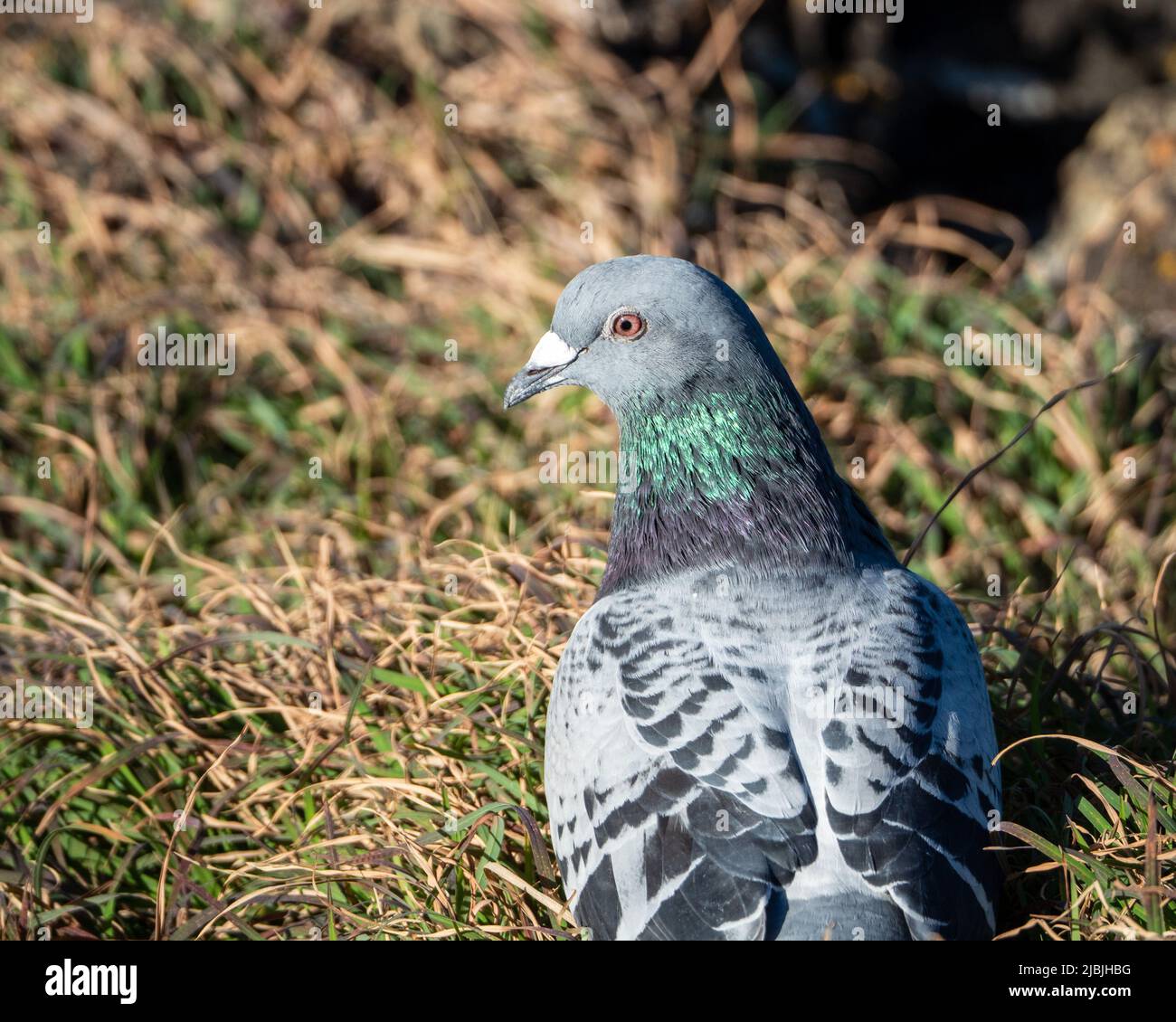 Mottled pigeon hi-res stock photography and images - Alamy