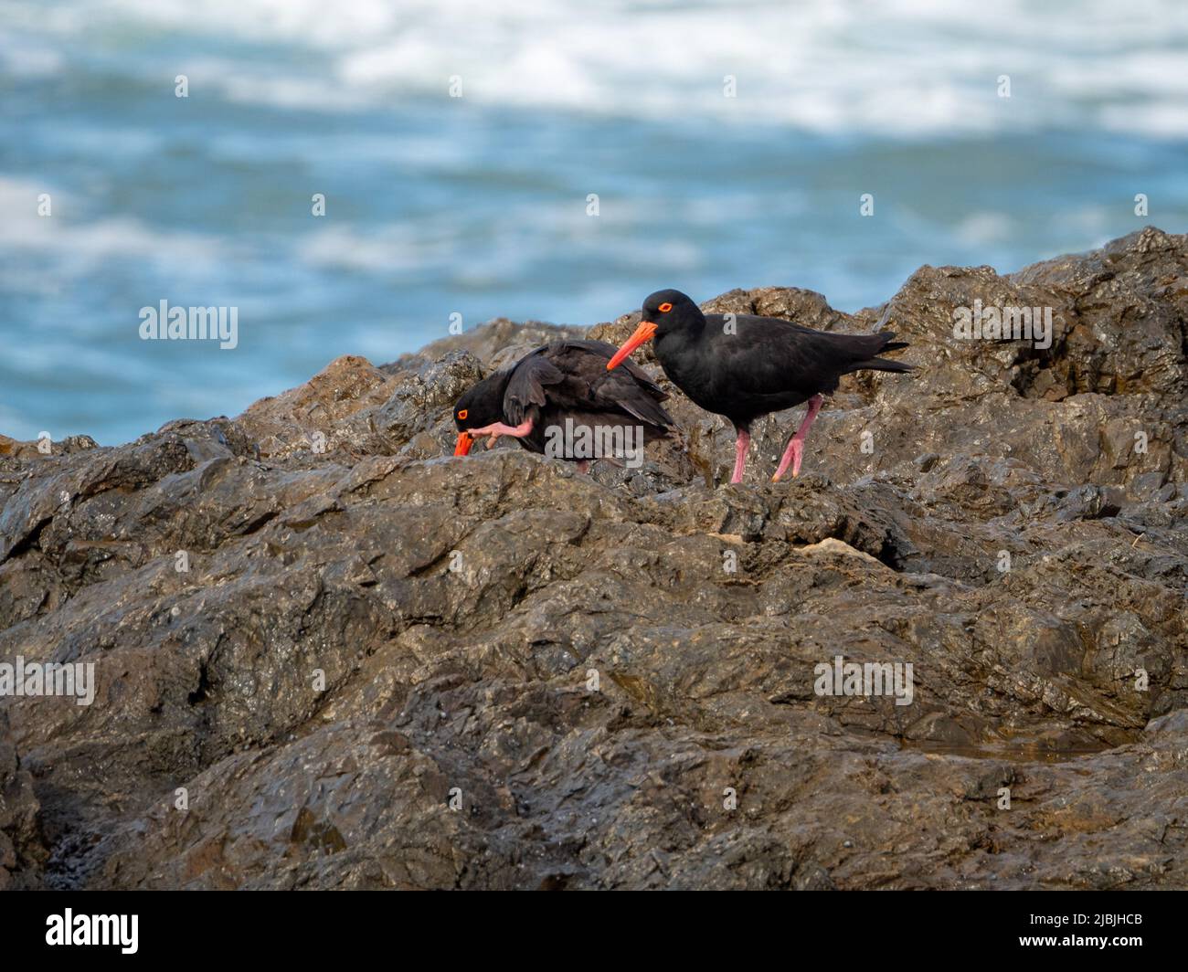 Coastal Birds, black feathered Sooty Oystercatchers on some rocks by ...