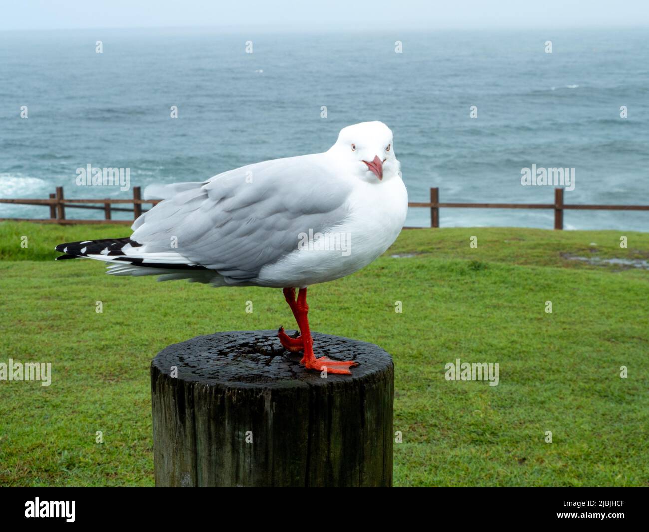 A seagull on a wooden post looking out by the sea, Silver Gull, green ...