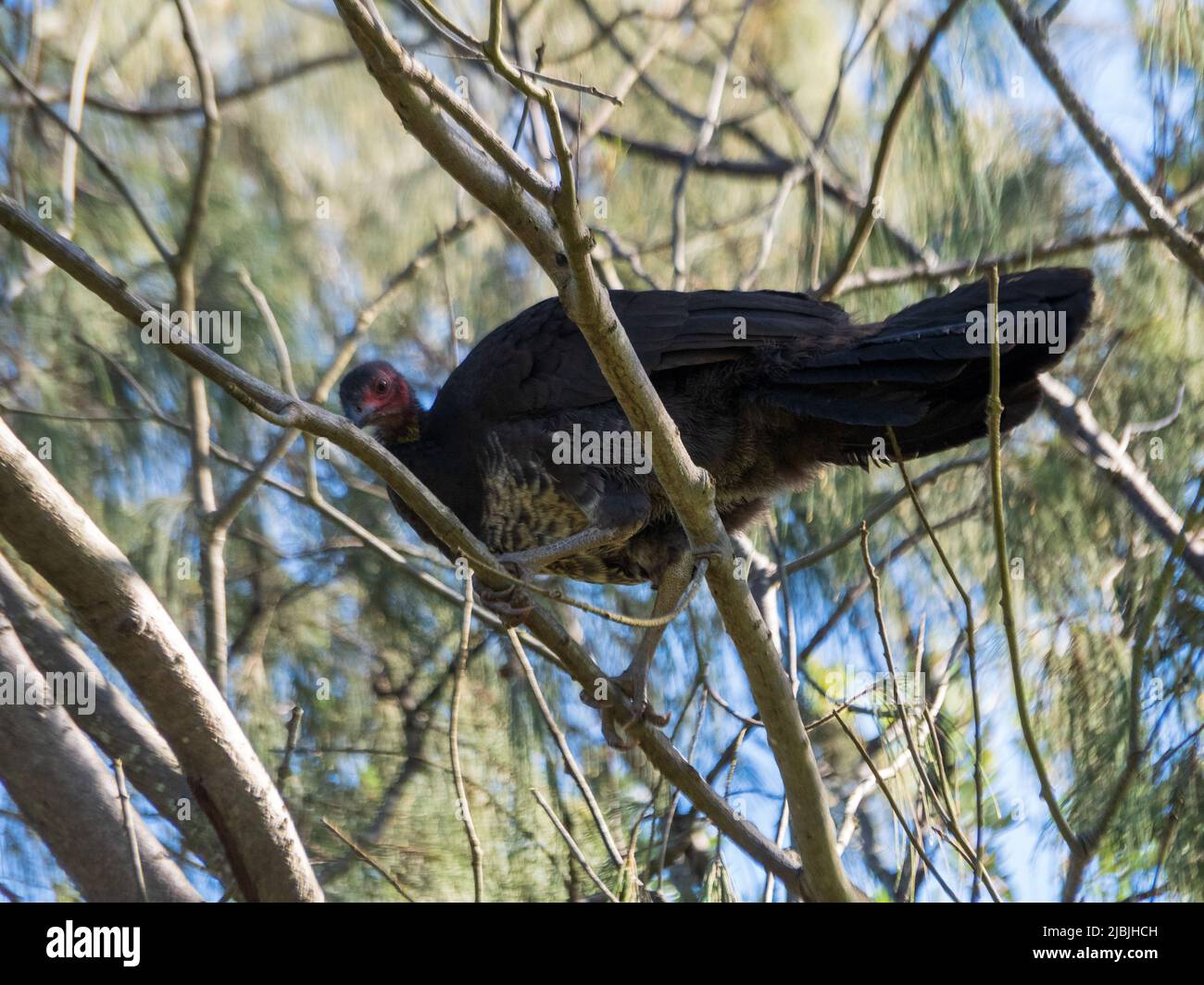 Brush turkey in tree hi-res stock photography and images - Alamy