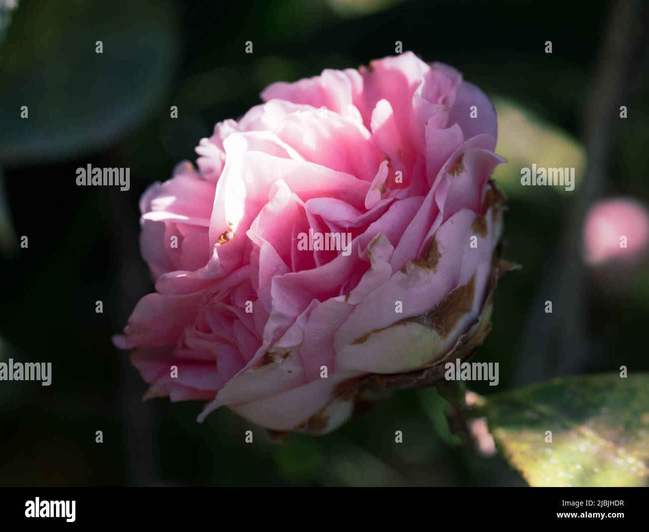 Dramatic flowers, a pale pink Camellia partially shaded and in sunlight ...