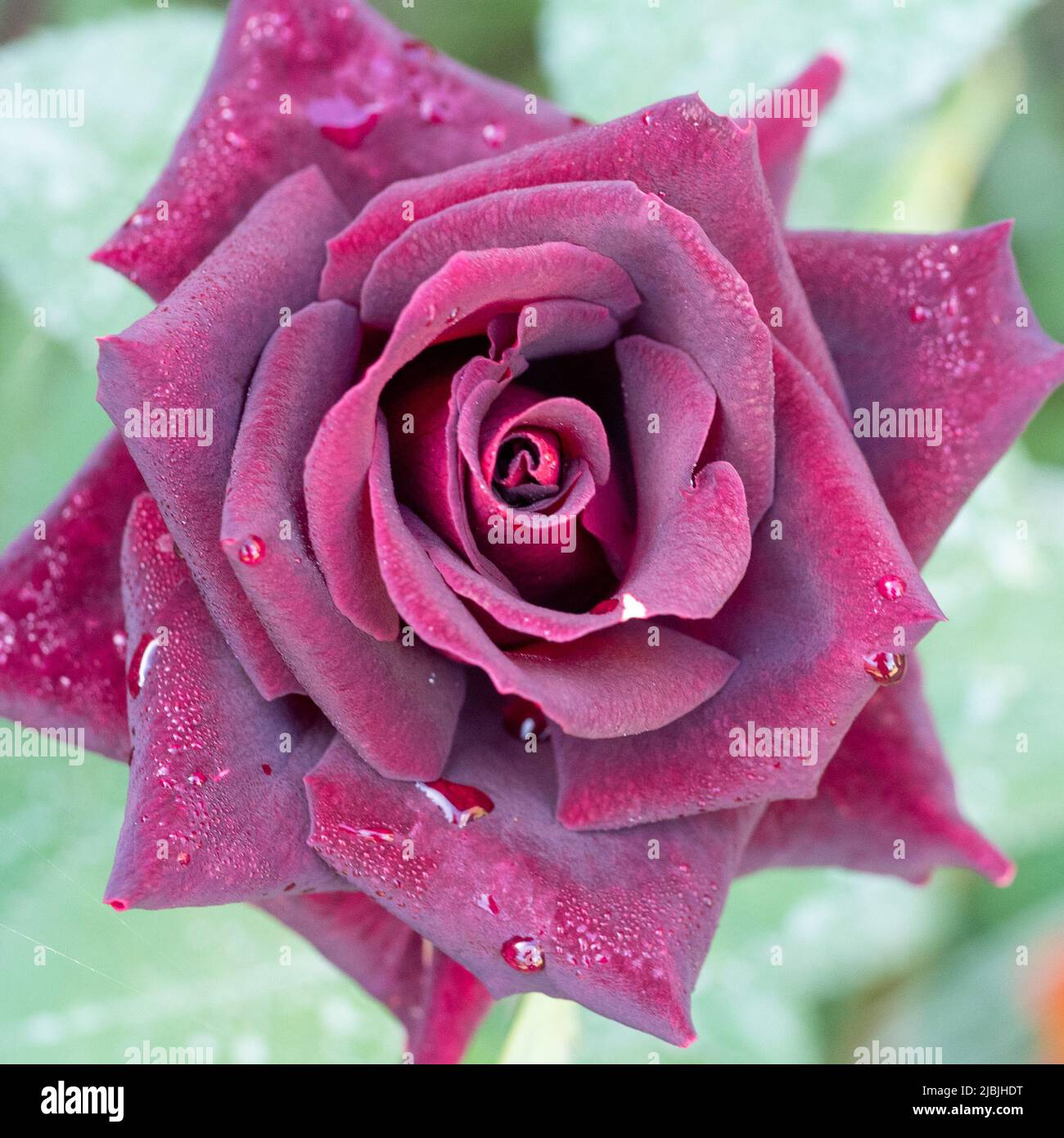 Celebrate love with a romantic Rose, a glorious deep velvety red flower ...