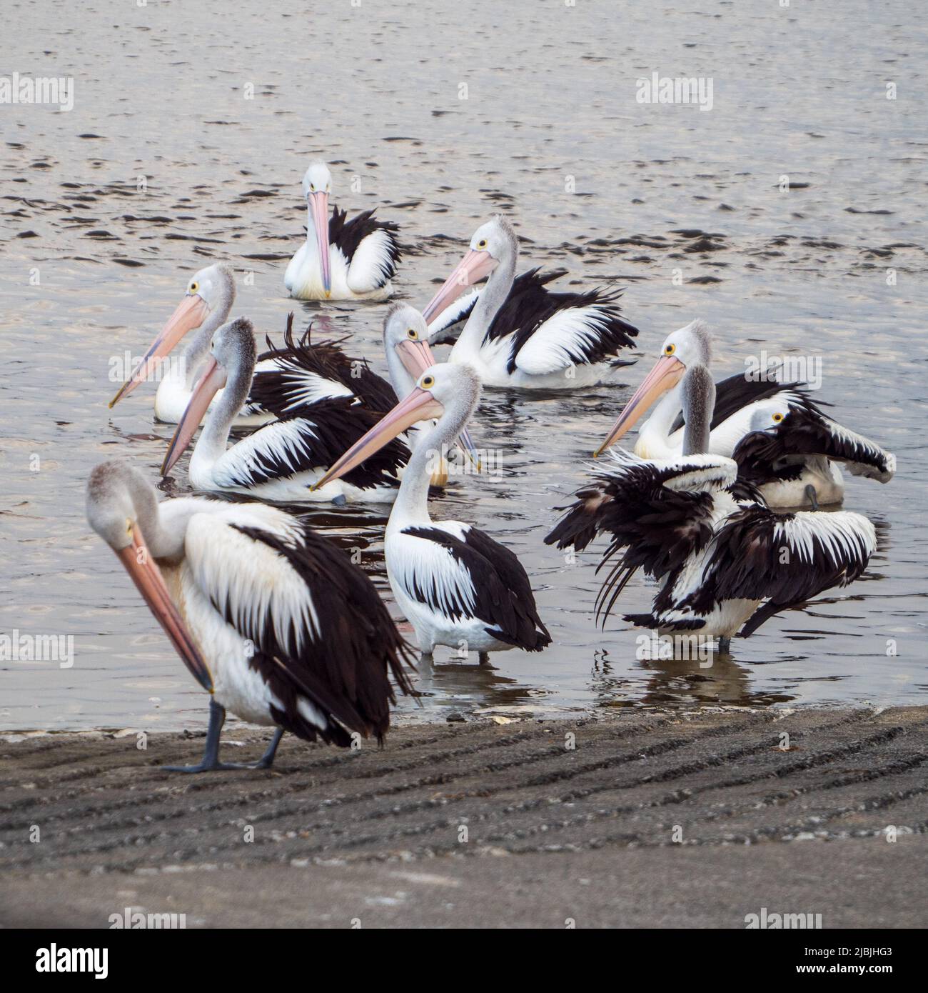Birds flocked together hi-res stock photography and images - Alamy