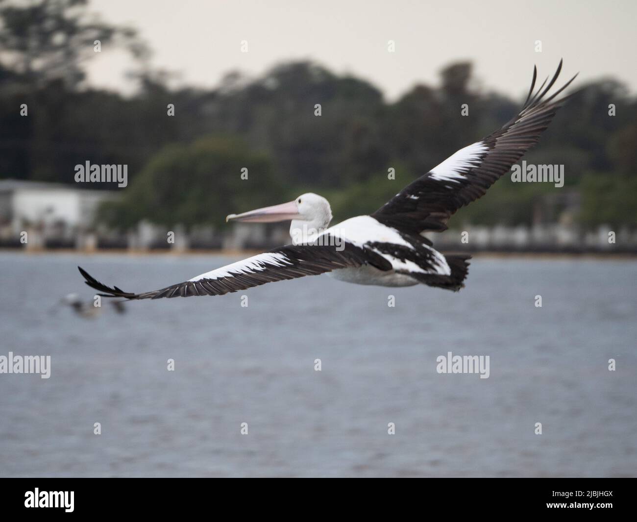 Spread your wings, Bird flying, Australian Pelican in massive wings ...