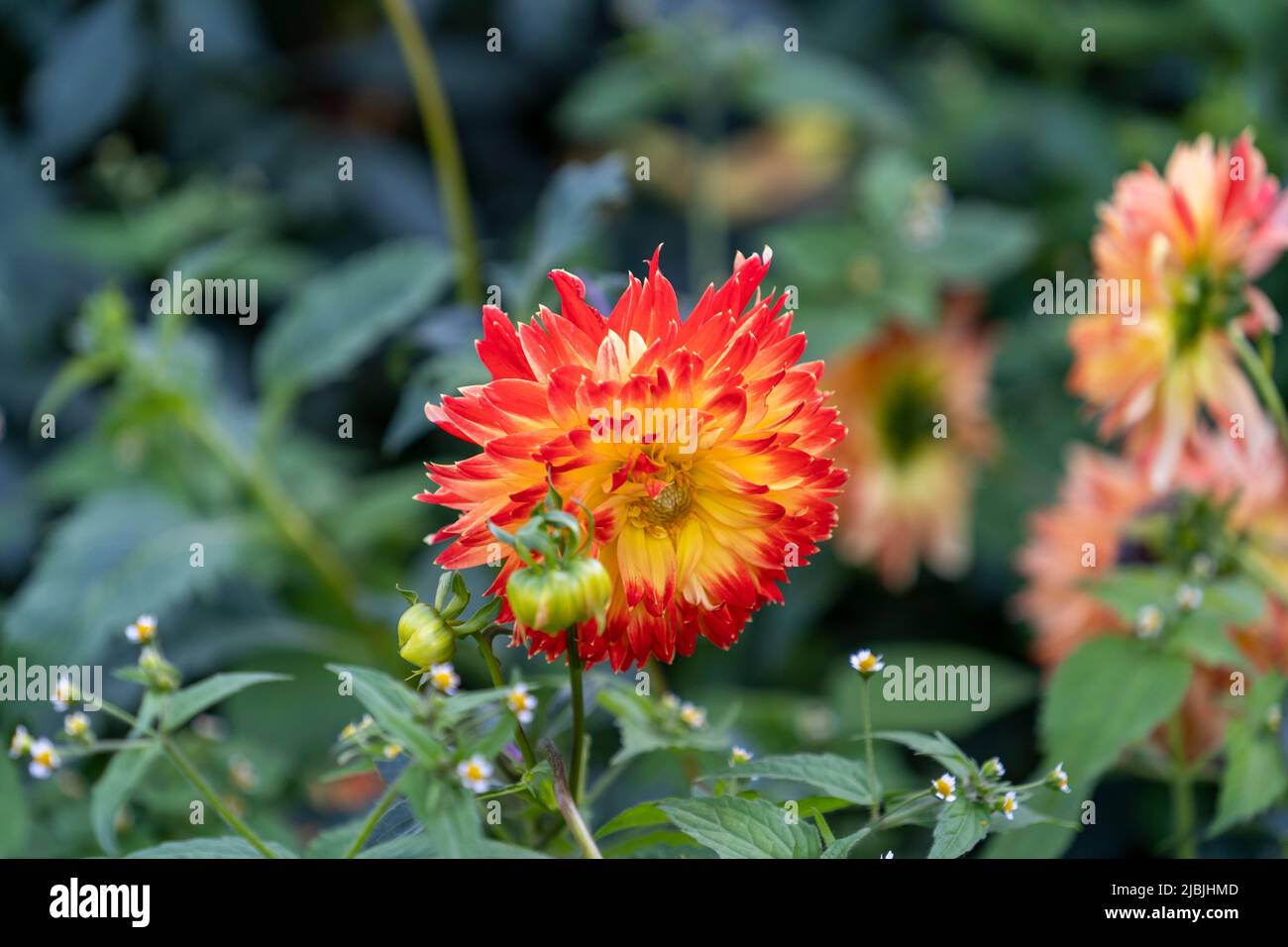 Red orange chrysanthemum hi-res stock photography and images - Alamy