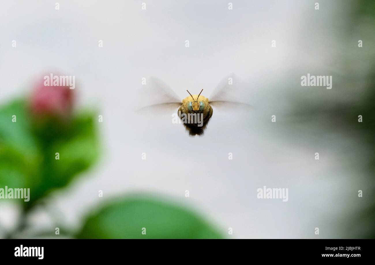 Bee staring at me hi-res stock photography and images - Alamy